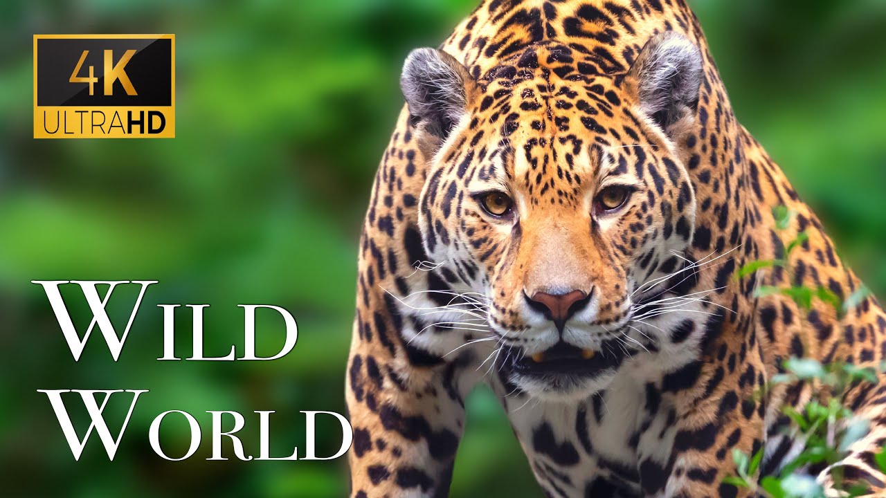 Wild World In 4K - Sunning Sounds Of Natural World | Scenic Relaxation ...