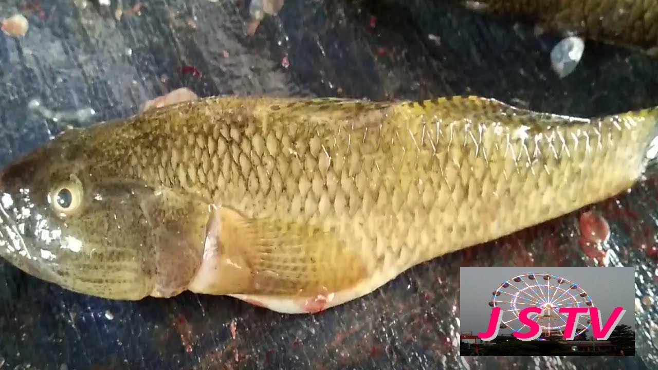How to Incredible Fastest Scribbled goby Fish Cutting - YouTube