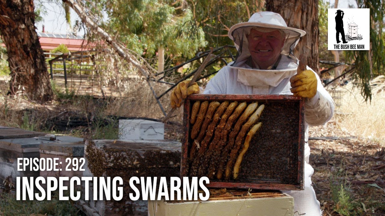 Inspecting a Bee Swarm: What to look for | The Bush Bee Man - YouTube