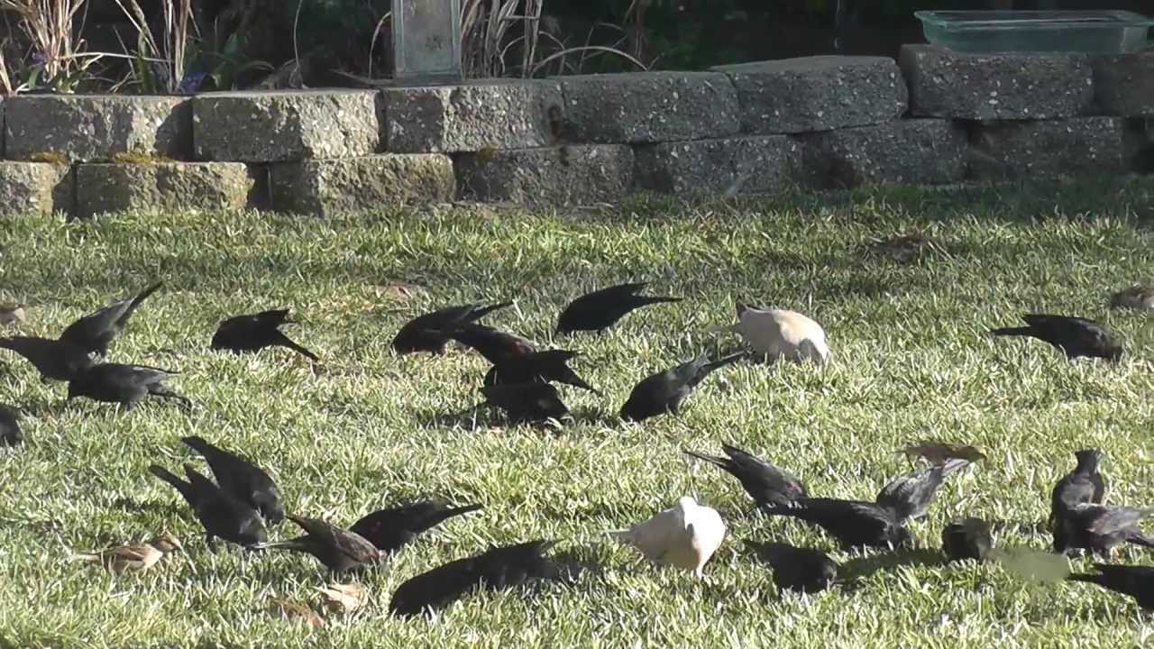 big flock of mixed birds doves pigeons red winged blackbirds finch ...