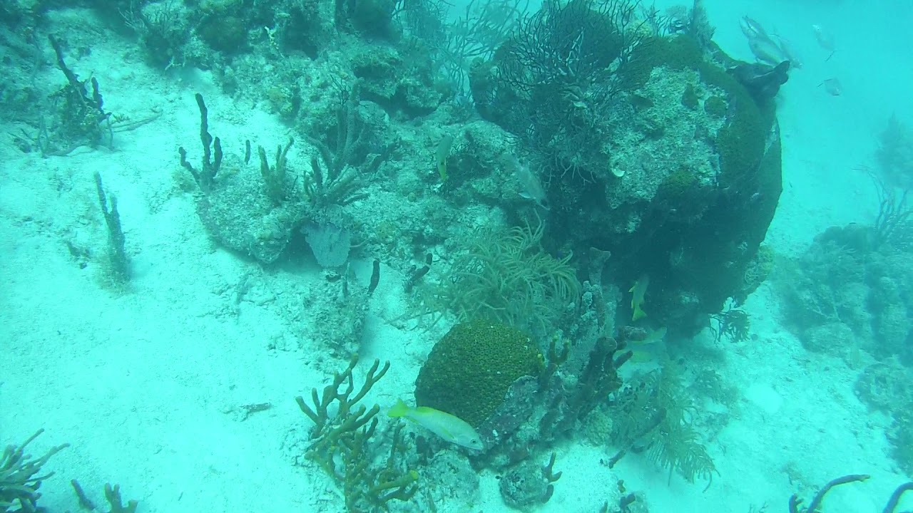 Dive 5: Diamond Reef, Scrub Island 5/15 - YouTube