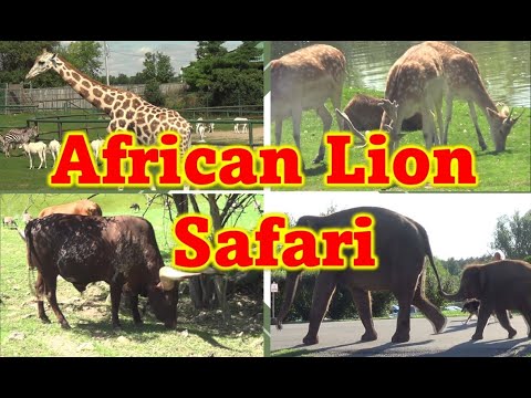 African Lion Safari Canada | African Line safari Elephants - YouTube