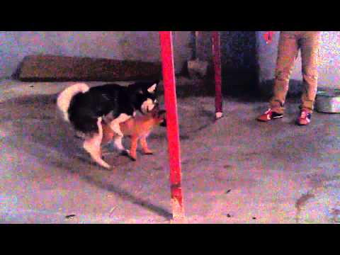 kendini erkek sanan dişi köpek (she-dog repute itself  a he-dog)