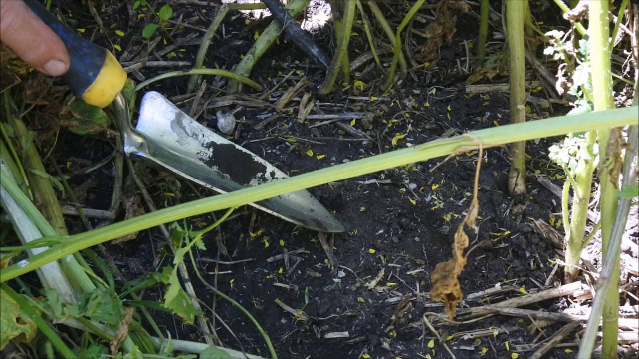 Bio-Agtive Beyond Limits - Nano Carbon & Plant Physiology - YouTube