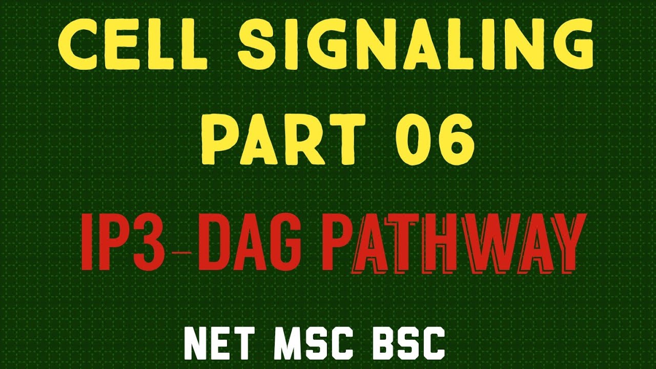 CELL SIGNALING P6- GPCR- IP3-DAG PATHWAY, PLC-BETA PATHWAY - YouTube