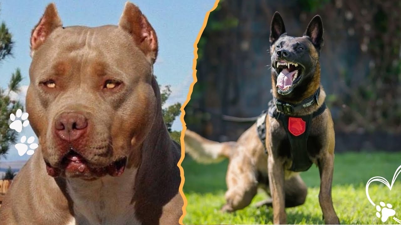 The 3 Most Intimidating Dog Breeds on Earth - YouTube