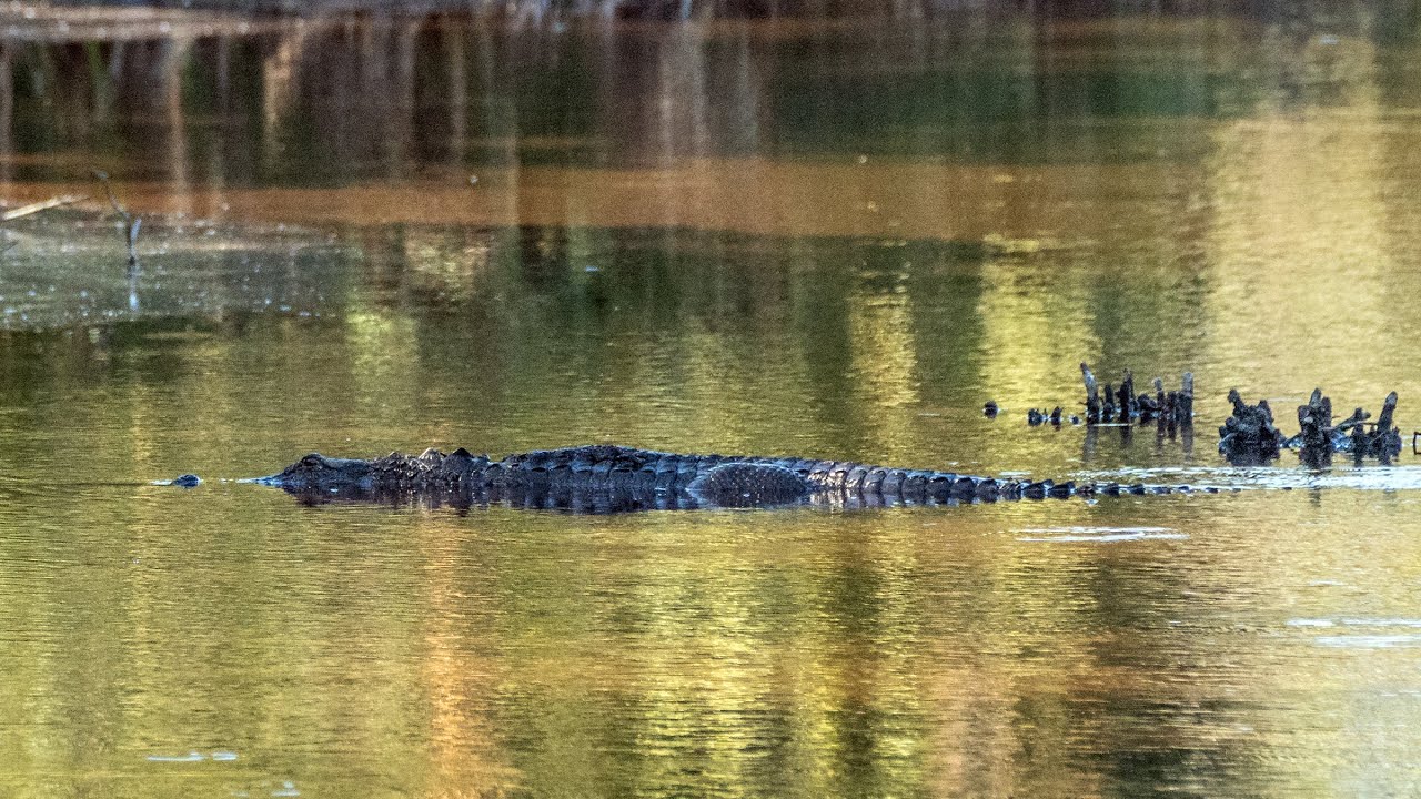 Alligator on St. George Island - YouTube