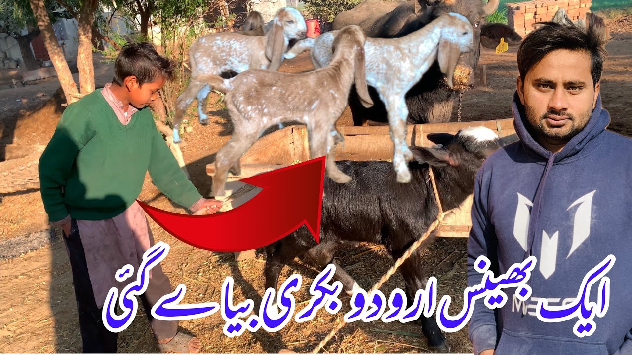 1 bans or 2 bakri nya ghyi||hamza ghouri vlogs||villga life vlogs - YouTube