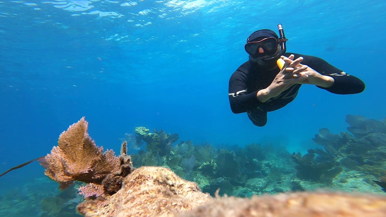looe key reef - YouTube