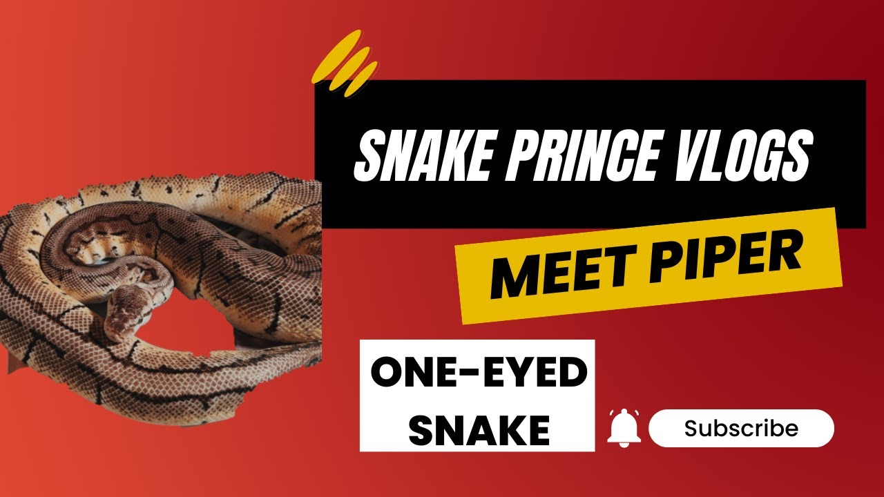 Meet Piper (One-Eyed Snake): Animals with Disabilities Spotlight - YouTube