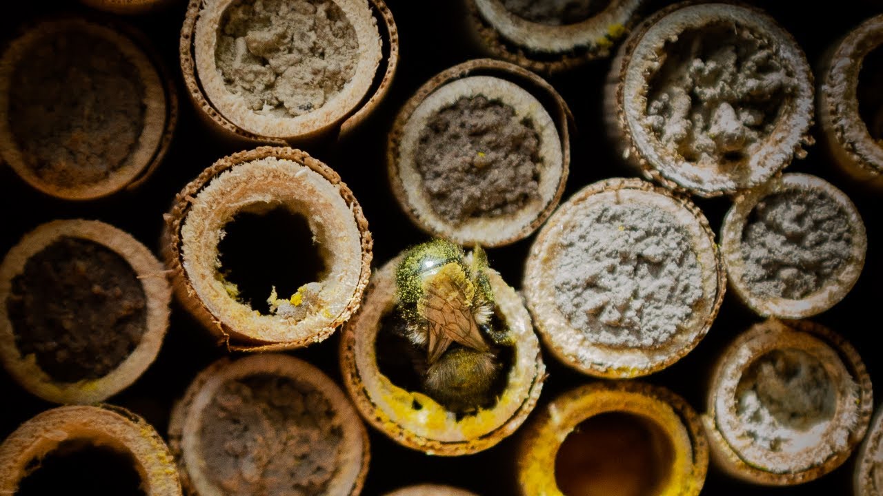 Mason Bee Mud Basics - YouTube