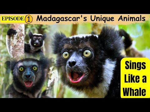 Indri Lemur- That Sings Like a Whale | Madagascar's Unique Animals