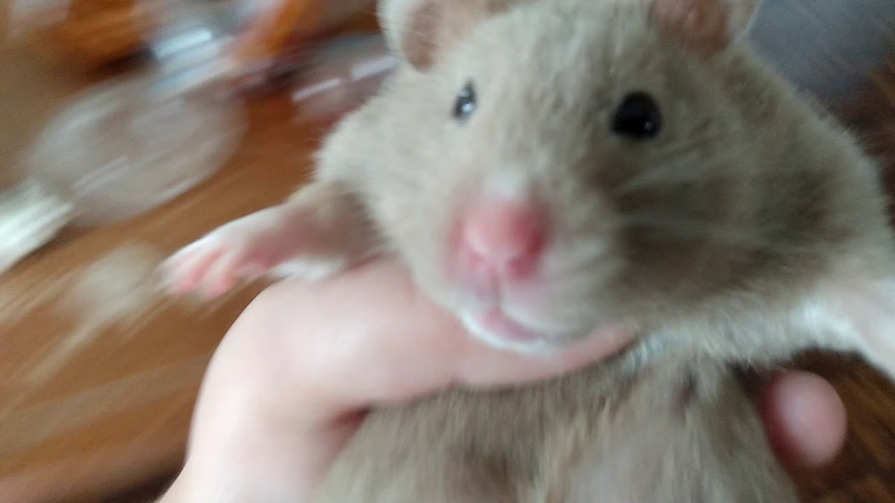 Hamster farmer - YouTube