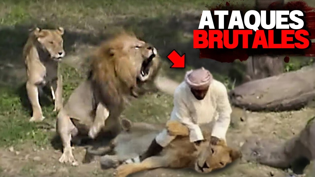 Las 8 Historias de Ataques de Leones Más Brutales de la Historia - YouTube