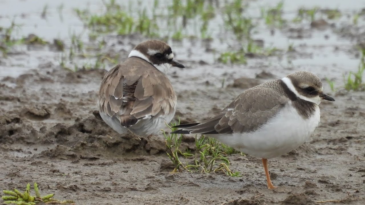 Ringed Plover, Dunlin, Oystercatchers, and more. @birdingnorthdevon ...