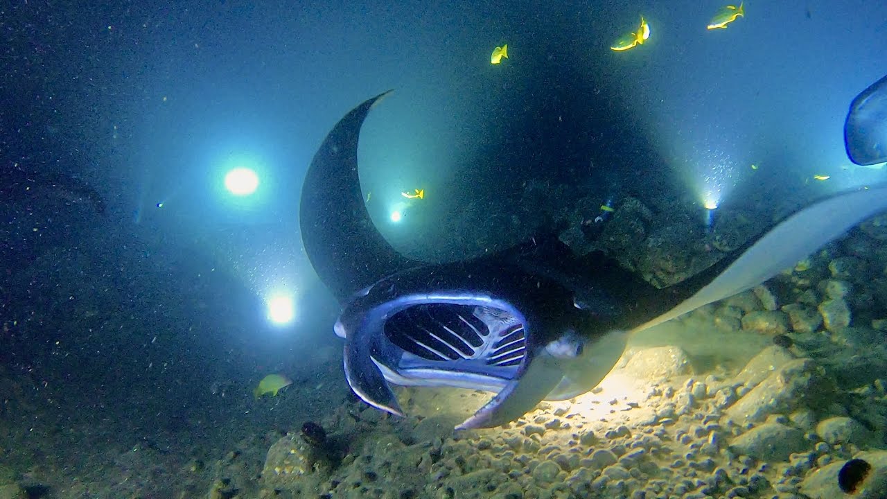 Manta Rays night SCUBA dive, Kona Coast, Hawaii [watch in 4K] - YouTube