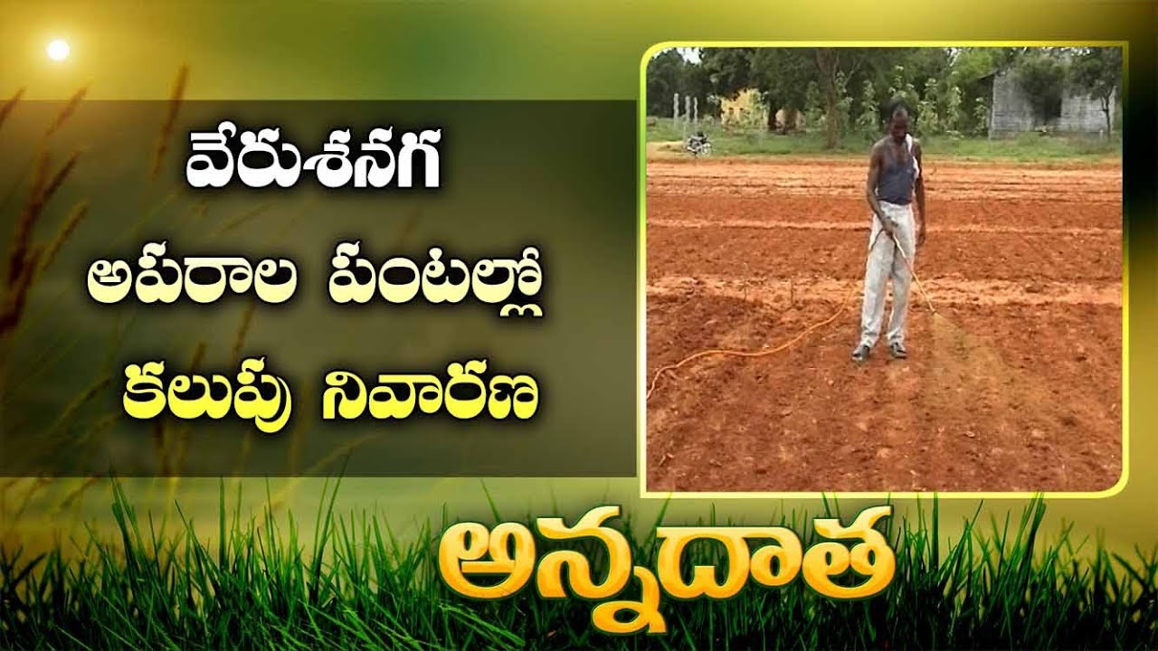 Weed Management | In Groundnut & Pulses - YouTube