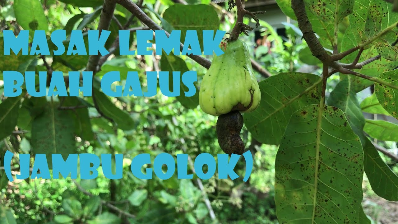 Masak Lemak Buah Gajus Sedap (Jambu Golok) best bhai - YouTube