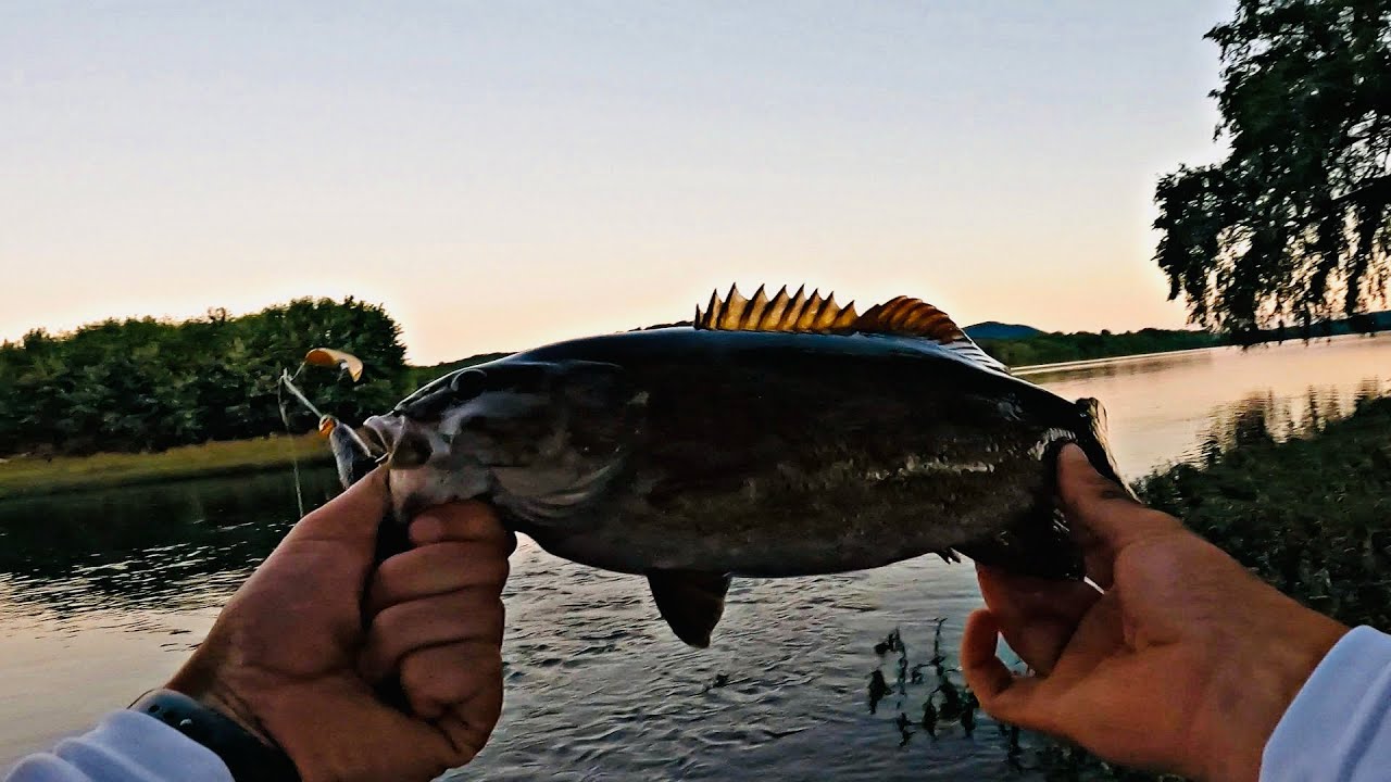 LEECH/CHATTER BAIT/BUZZ BAIT To START OFF EARLY FALL FISHING ...