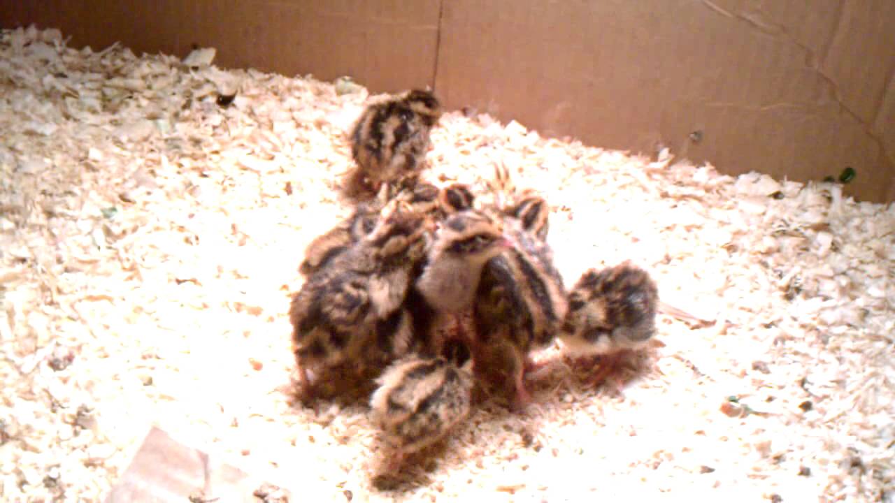 baby Japanese Quails are so cute - YouTube