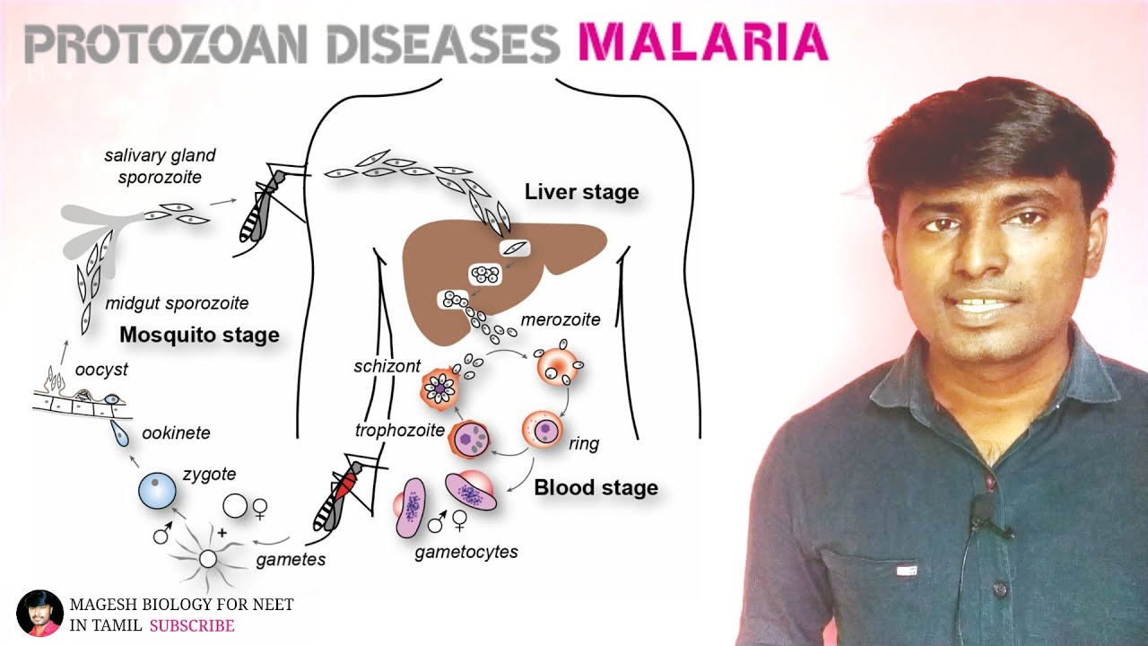 Malaria || Life cycle of Plasmodium || Class 12 || Neet || TRB - YouTube