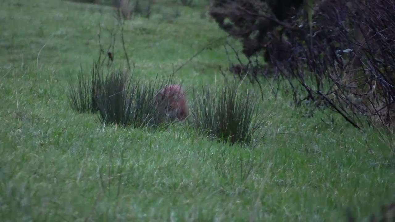 Irish Red Fox - YouTube