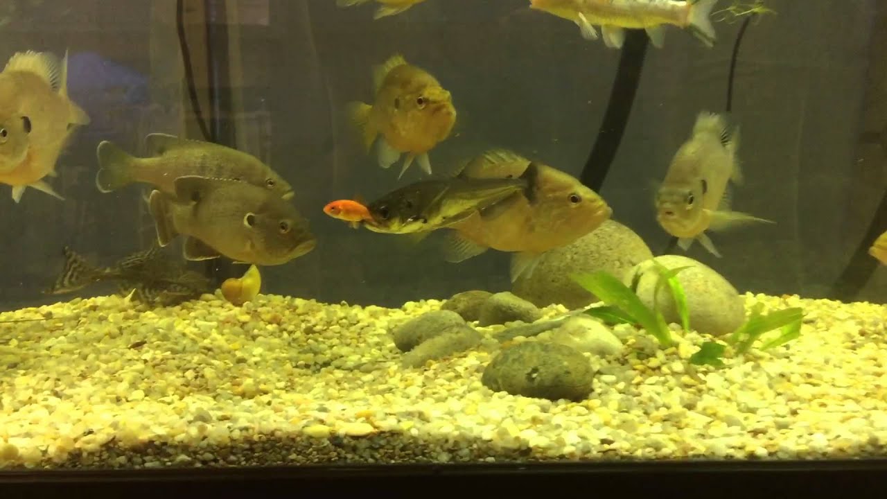 Saber Tooth Barracuda