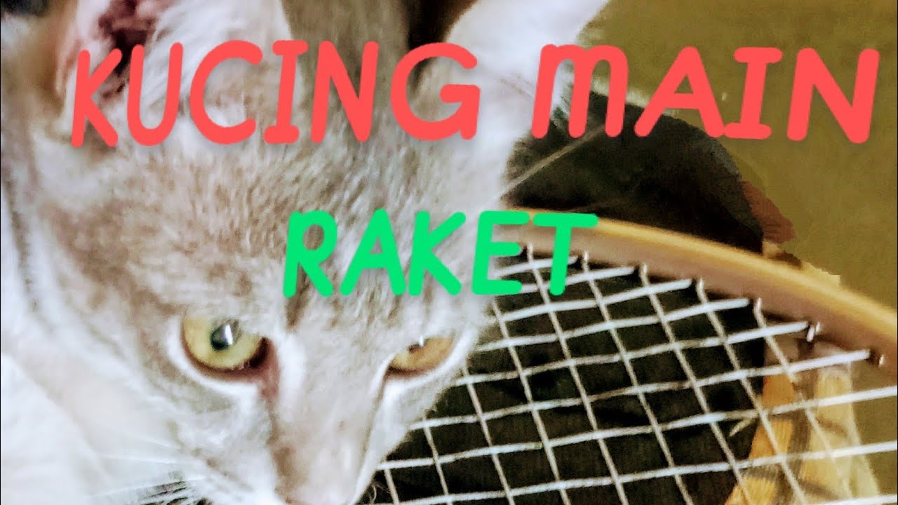 kucing main raket #catlover #cat #kucingmanja - YouTube