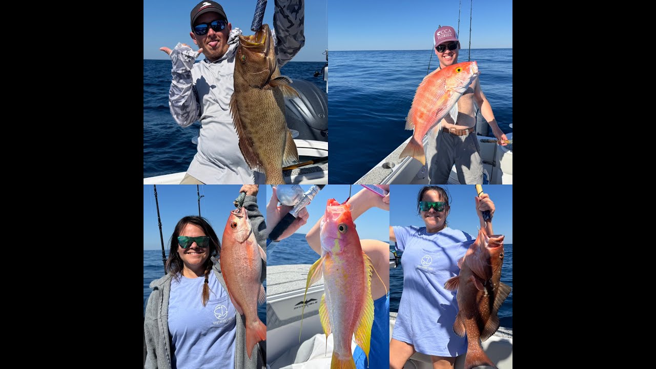 Yellow Eye Snapper / Giant Vermillion Snapper / Red & Scamp Grouper ...