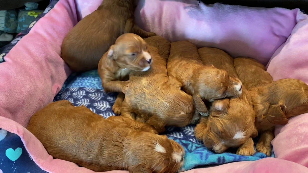 Jana and Lolly’s Cavapoo Girls - YouTube