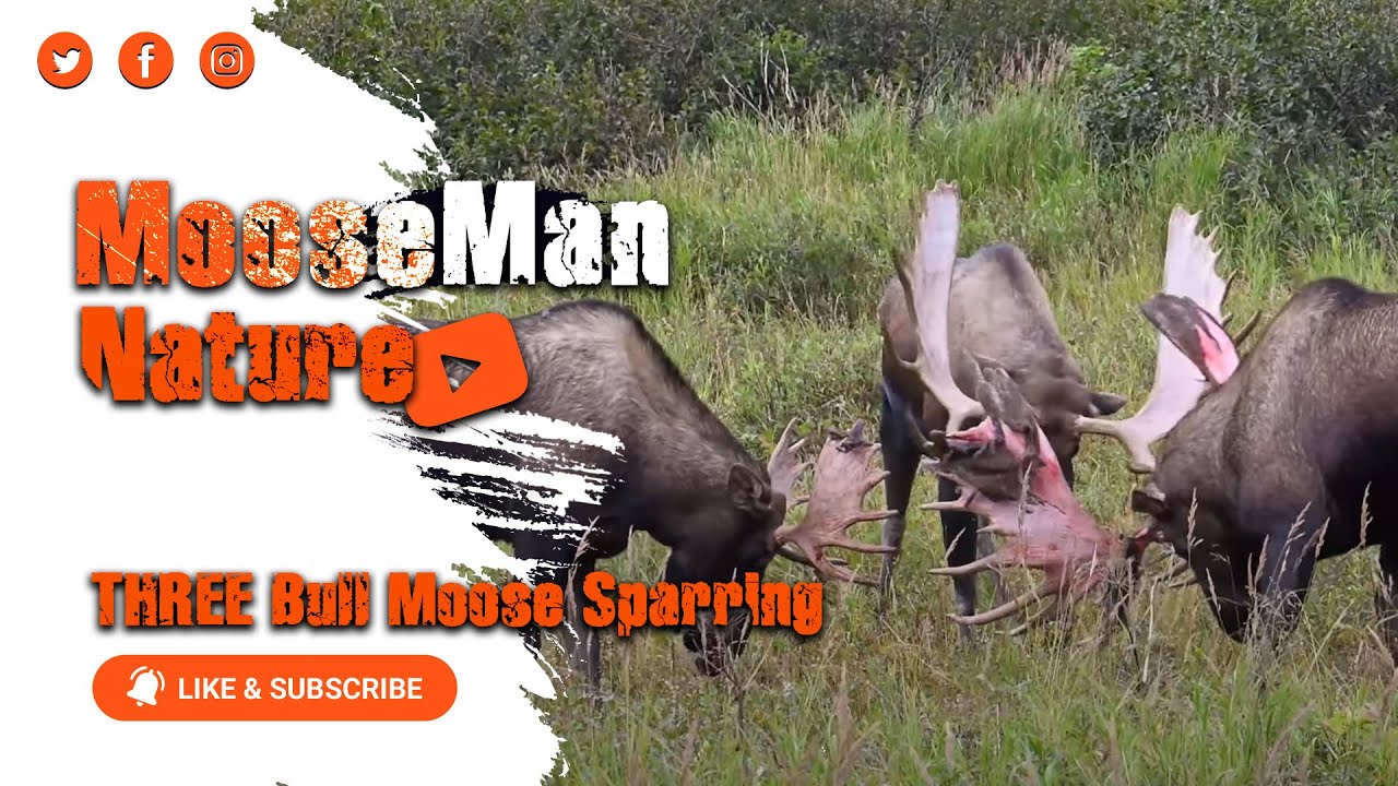 Have You Ever Seen THREE Bull Moose Sparring #bullmoose - YouTube