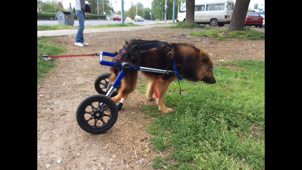 Borko the famous crippled dog - Dr. Litov Interview - YouTube