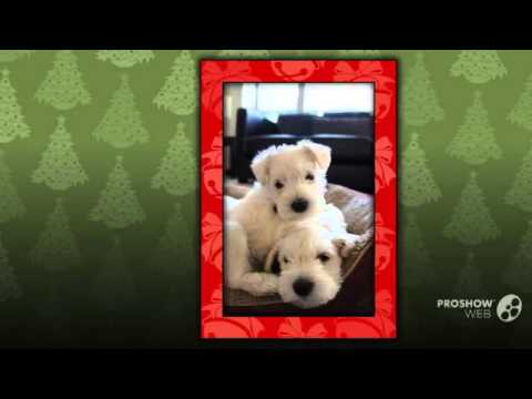Snorkie Dog breed - YouTube