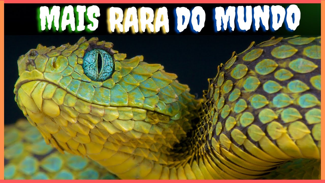 AS COBRAS bonitas E ÚNICAS DO PLANETA - YouTube