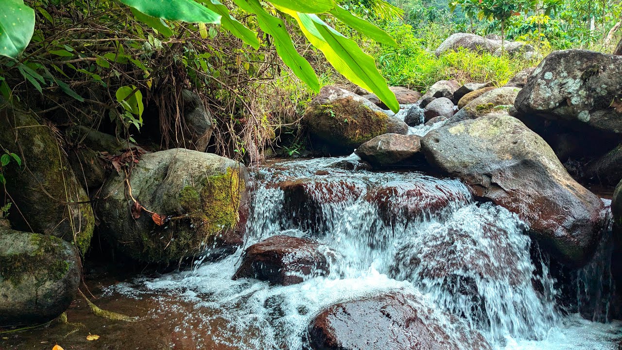 Serene Forest Brook – Calm and Relaxing Sounds for Focus & Sleep - YouTube
