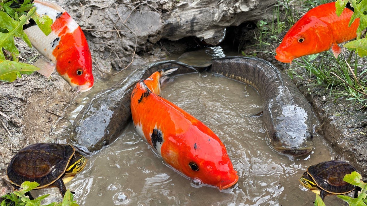 Menangkap Ikan Hias, Ikan Koi, Kura-Kura, Ikan Cupang dan Ikan Gabus di ...