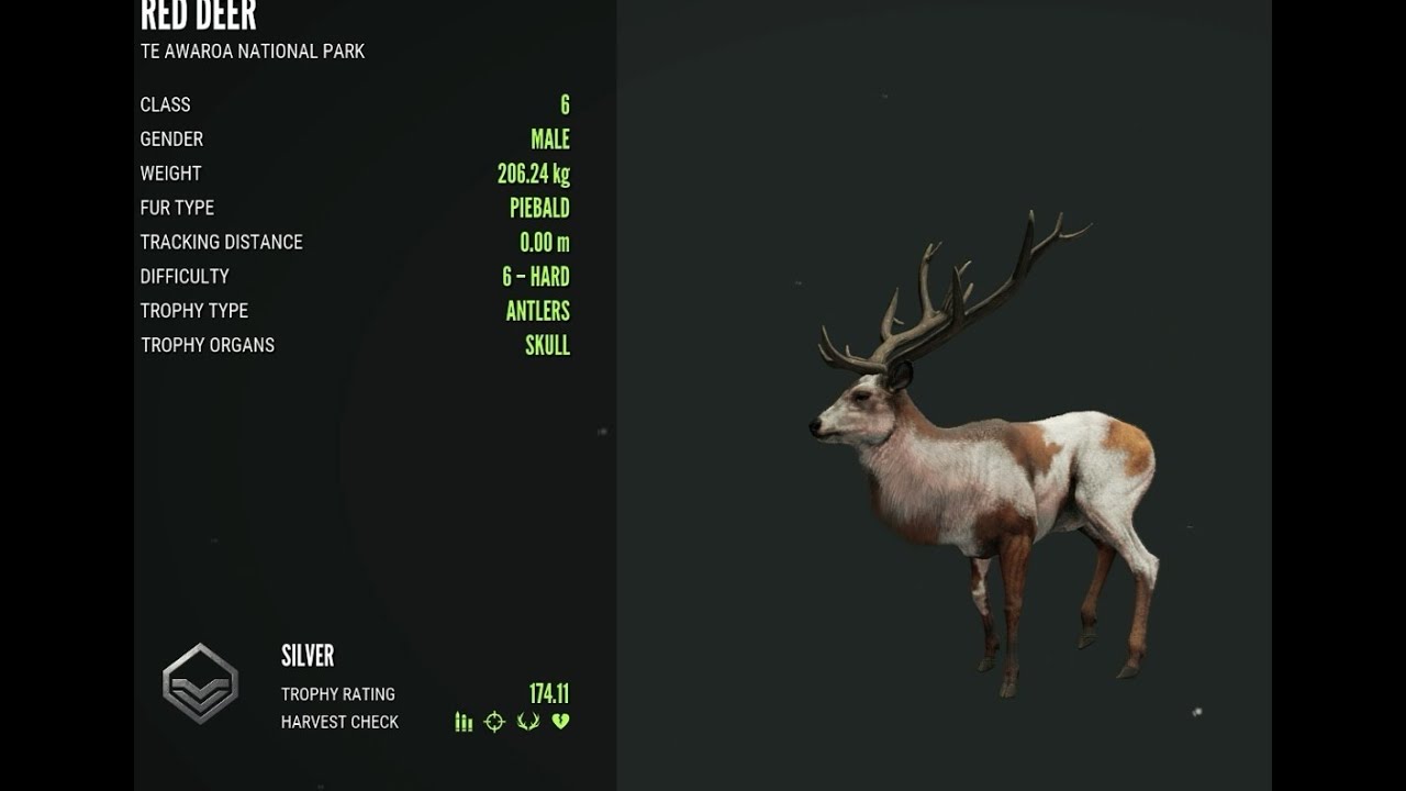 RARE PIEBALD RED DEER -COTW 2025 - YouTube