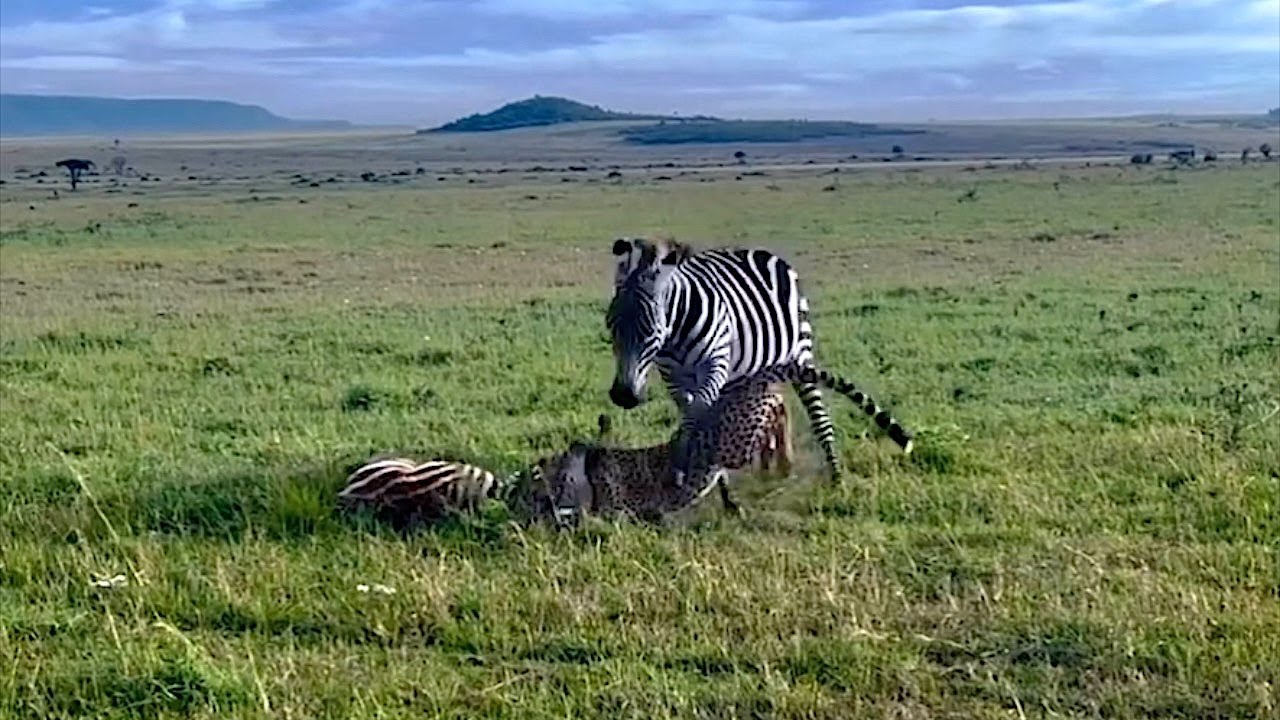 Cheetahs face the wrath of an angry mother - YouTube