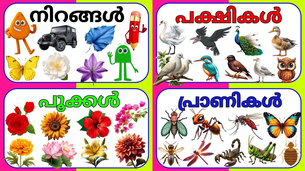colours/flower/Insects /birds names in malayalam/നിറങ്ങൾ /പൂക്ക ...