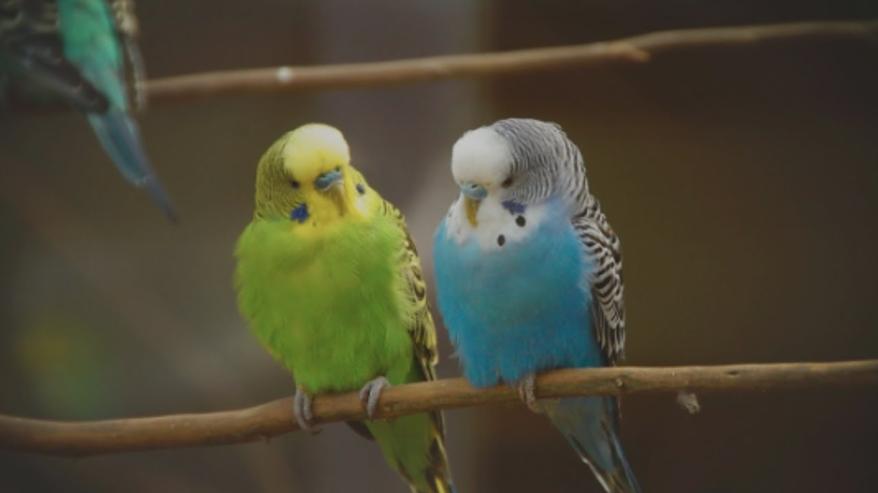 Parakeets Hilarious Reaction & Activities | Animal and bird aviaries ...