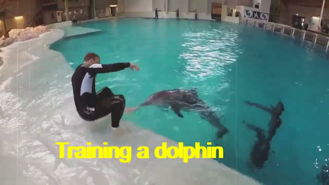 Dolphin training hand signals dolphin training school - YouTube