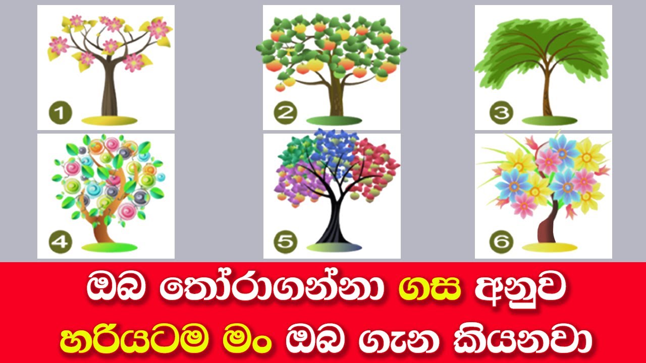 About You From Your Select Tree Personality - Sinhala - YouTube