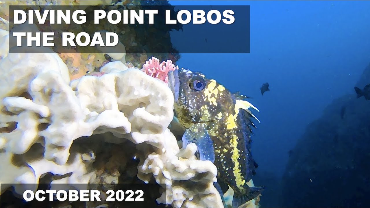 Diving The Road, Point Lobos, October 2022 - YouTube