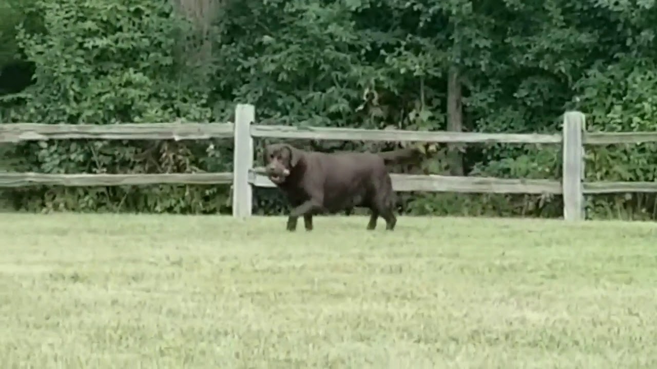 Kosmo the cucumber thief - YouTube