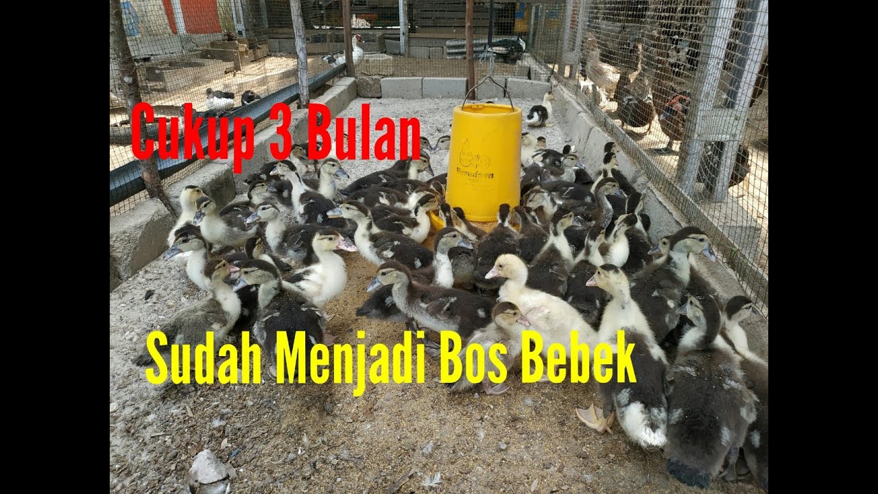 Cuma 3 bulan, sudah jadi BOS Bebek Serati/Entok - YouTube