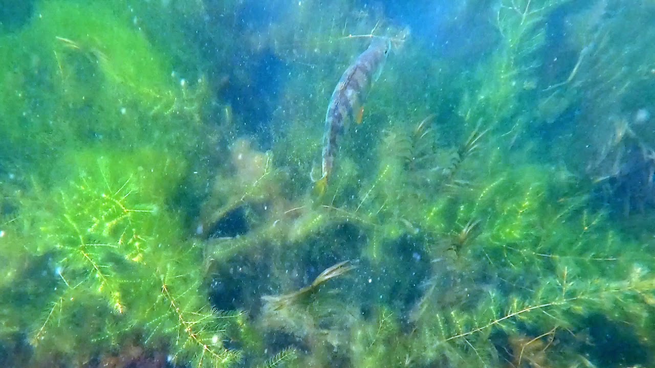 Large Perch at Devils Lake Wisconsin - YouTube
