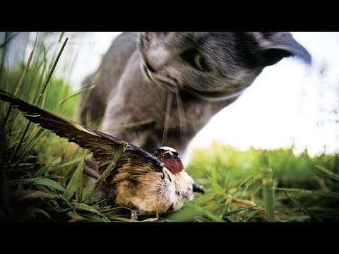 Cats scared of mice and birds – Funny animal compilation - YouTube