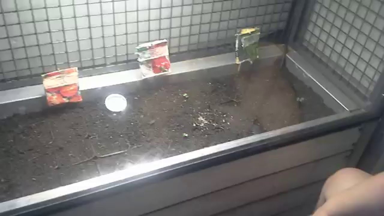 Grow machine 34 - YouTube