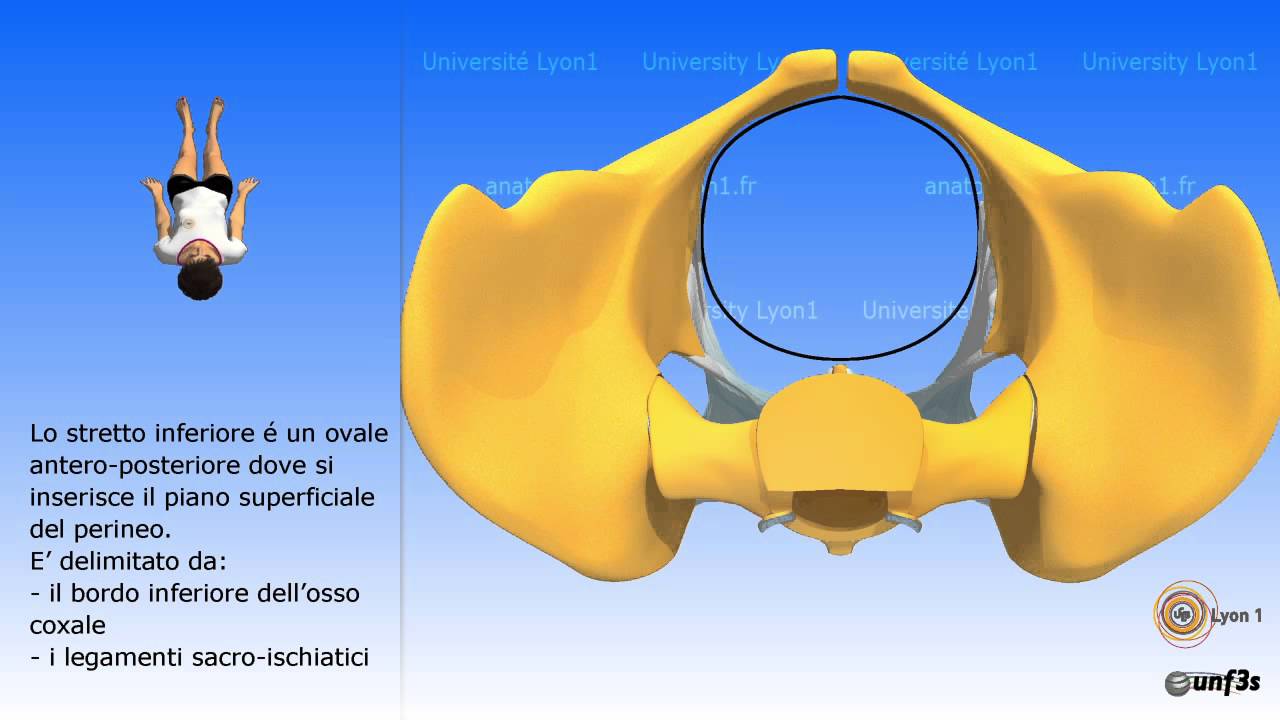 Bacino femminile e bacino maschile - YouTube
