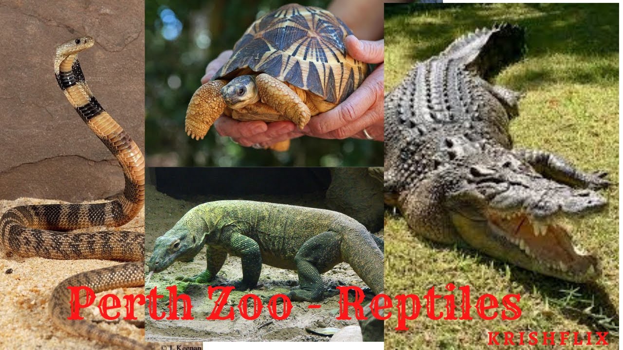 Perth Zoo - Reptiles | Western Australia 2022 | Snakes Crocodile Turtle ...